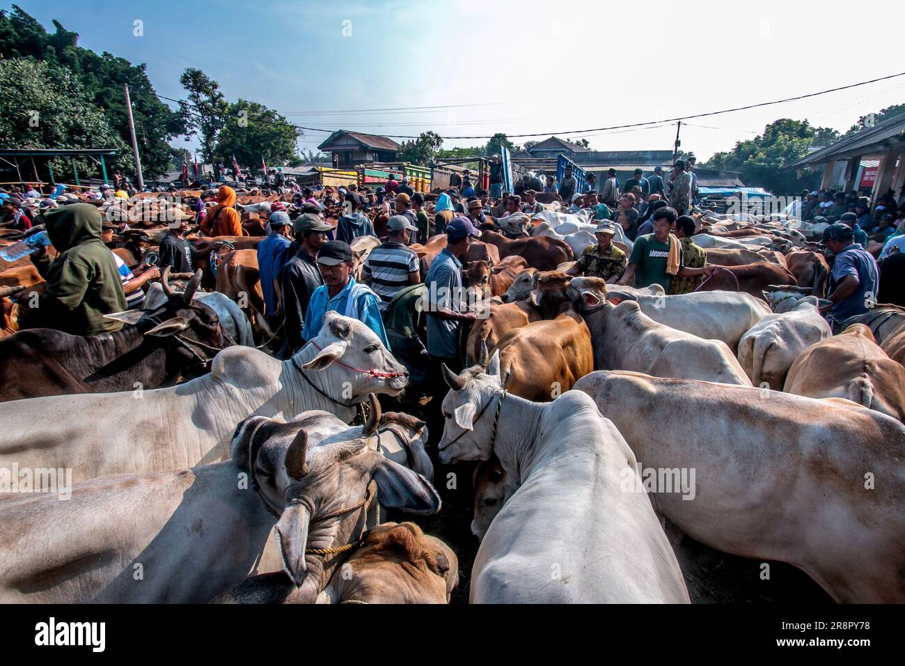 Livestock traders display cows for sale at a livestock market ahead of ...