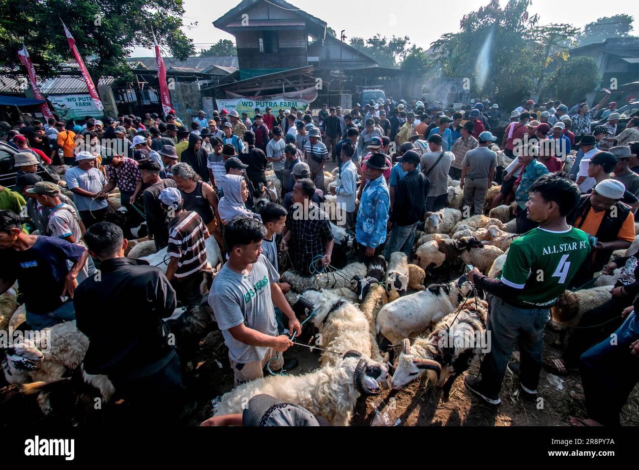 Livestock traders display sheep for sale at a livestock market ahead of ...