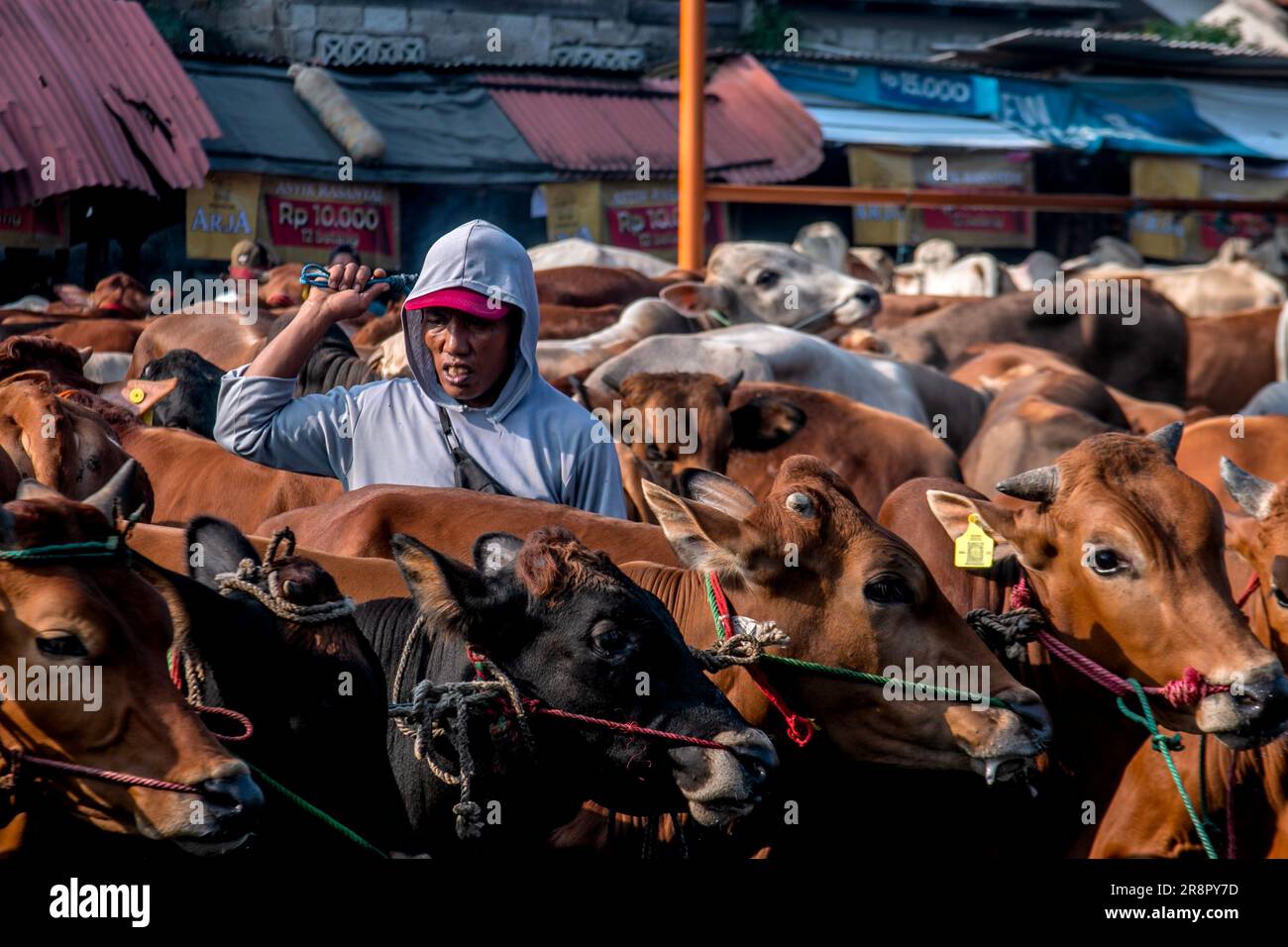 Livestock traders display cows for sale at a livestock market ahead of ...