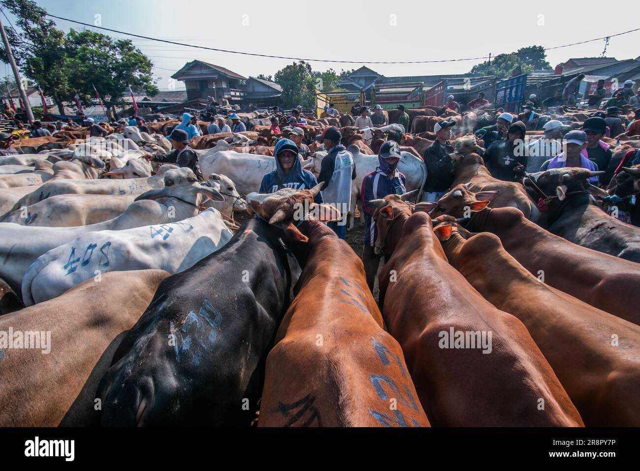 Livestock traders display cows for sale at a livestock market ahead of ...