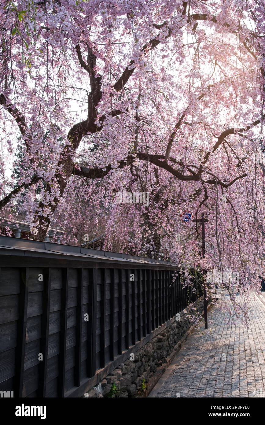 Double cherry tree of samurai residences in Kakunodate Stock Photo - Alamy