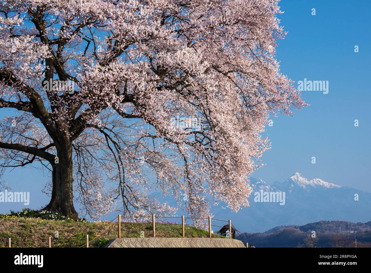 Cherry blossoms in Wanizuka and Mount Yatsugatake Stock Photo - Alamy