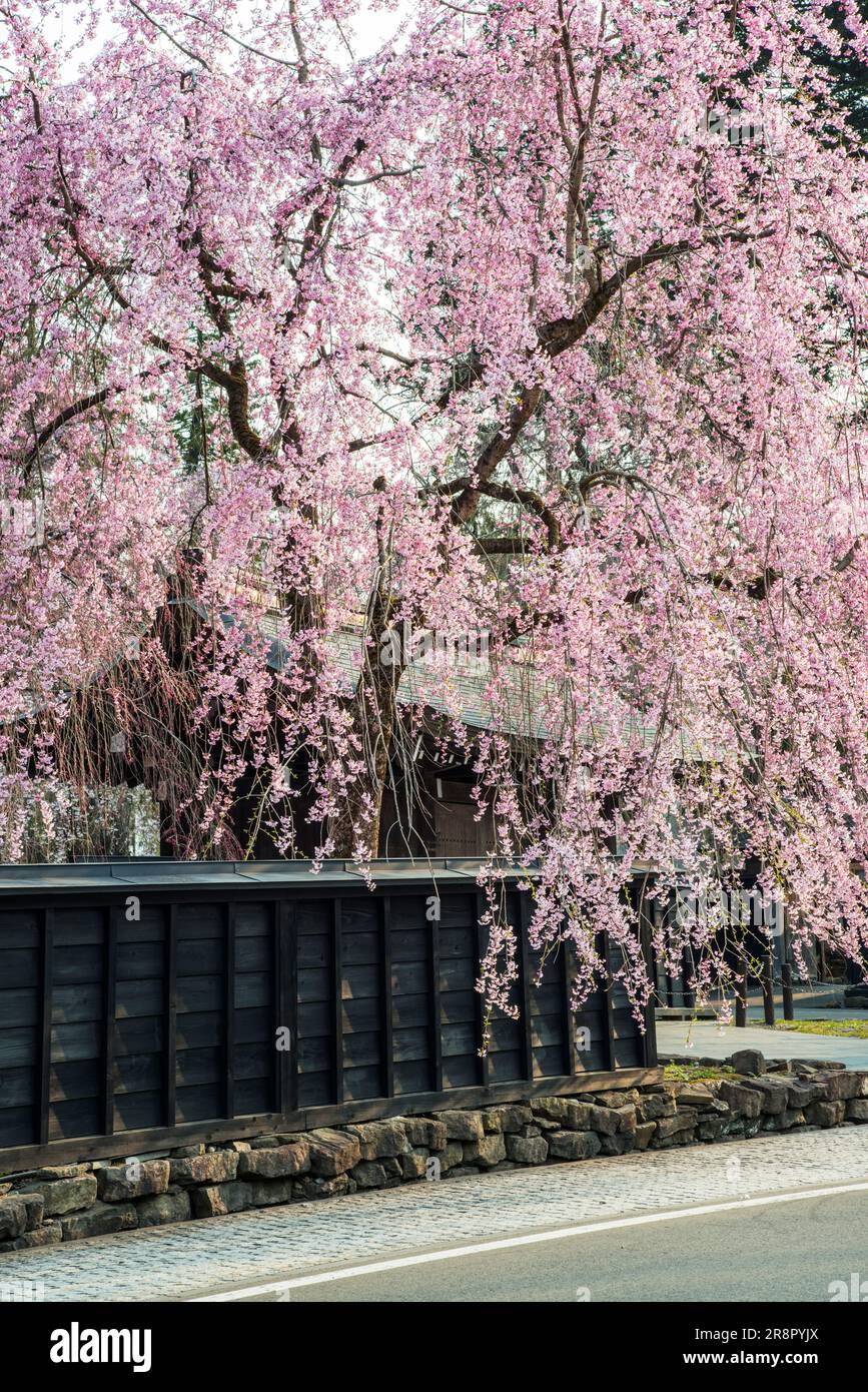 Double cherry tree of samurai residences in Kakunodate Stock Photo - Alamy