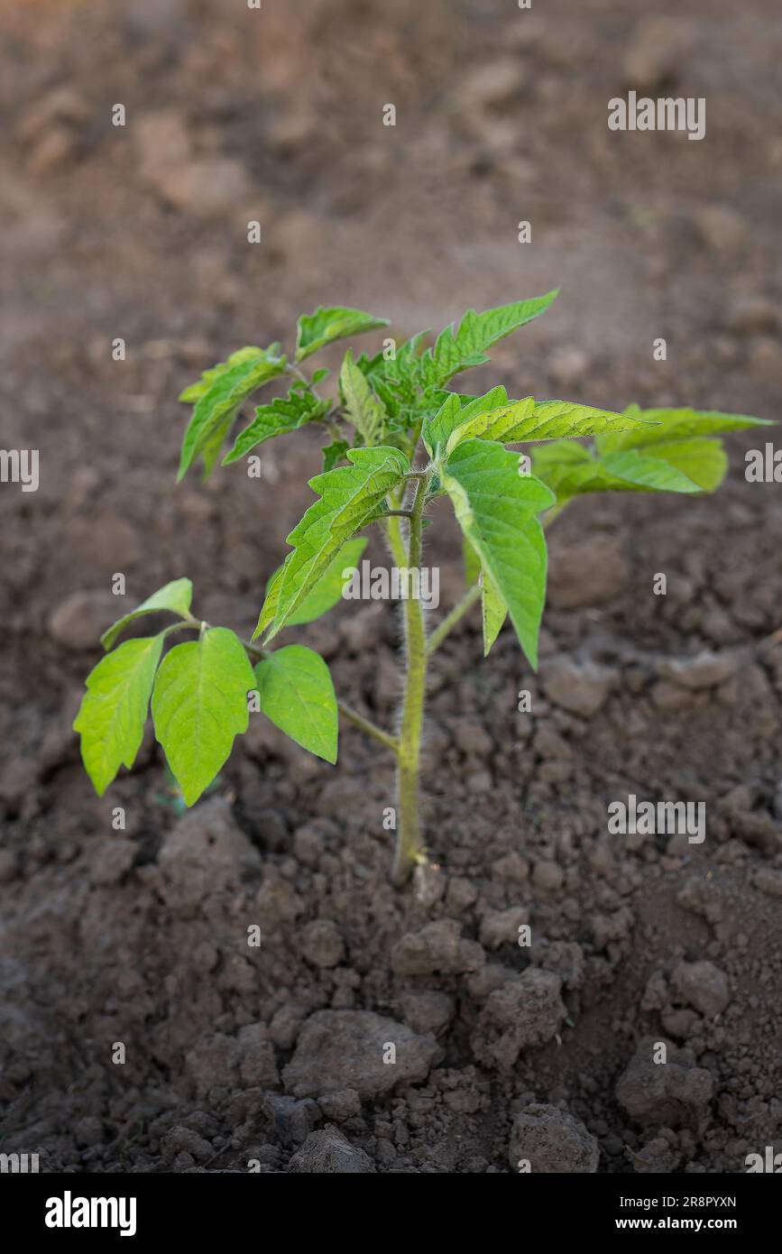 Freshly planted seedlings of tomatoes in the garden. Agriculture ...