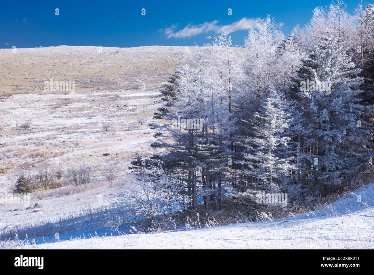 Frost ice on Kirigamine's deciduous pine trees Stock Photo - Alamy