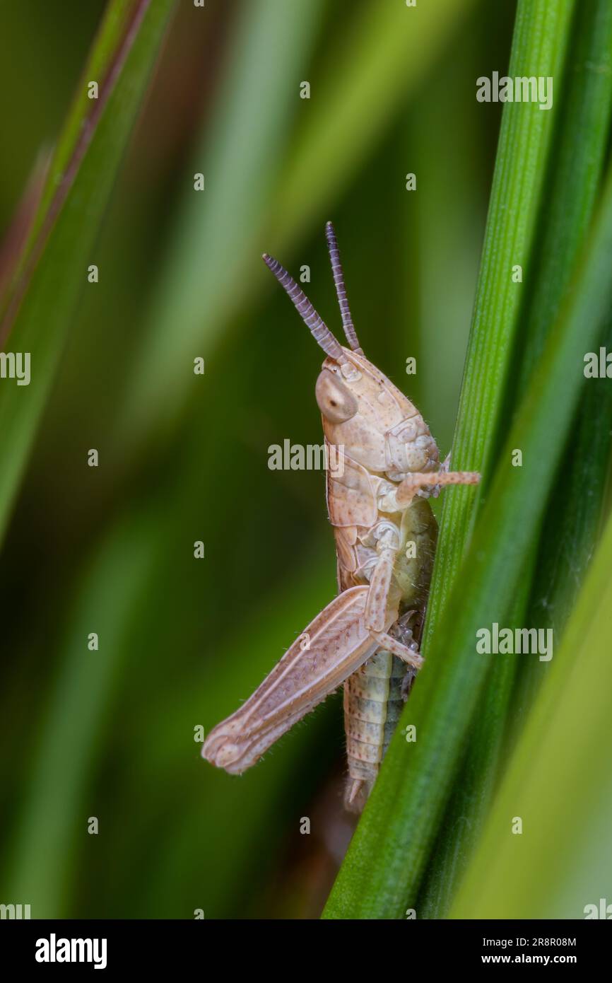 A grasshopper nymph sitting on a blade of grass Stock Photo - Alamy