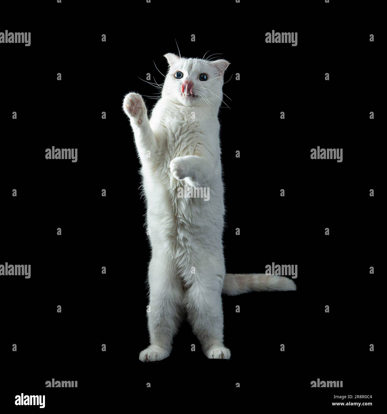 A cute white cat stands upright on its hind legs isolated on a black ...