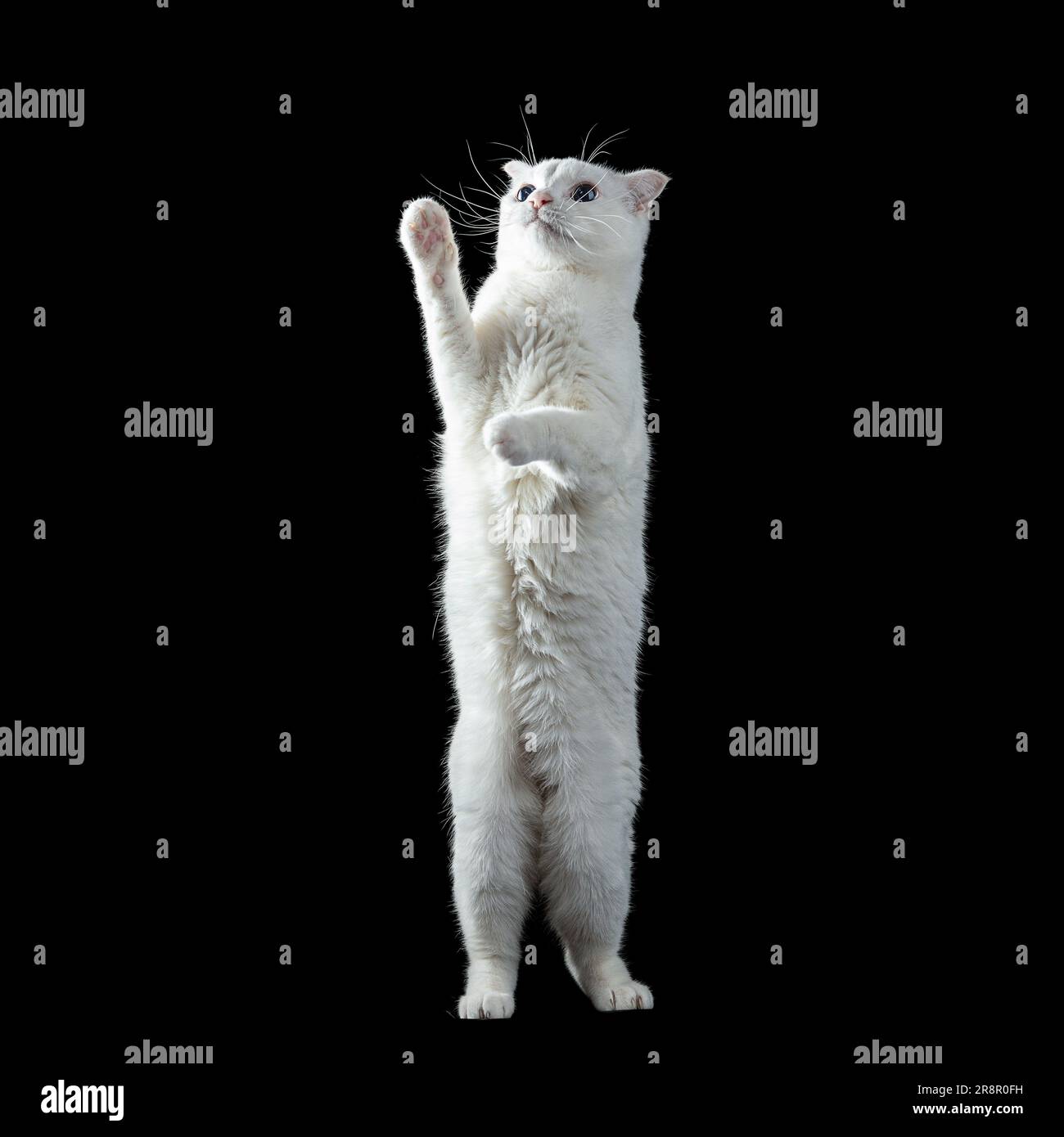 A cute white cat stands upright on its hind legs isolated on a black ...