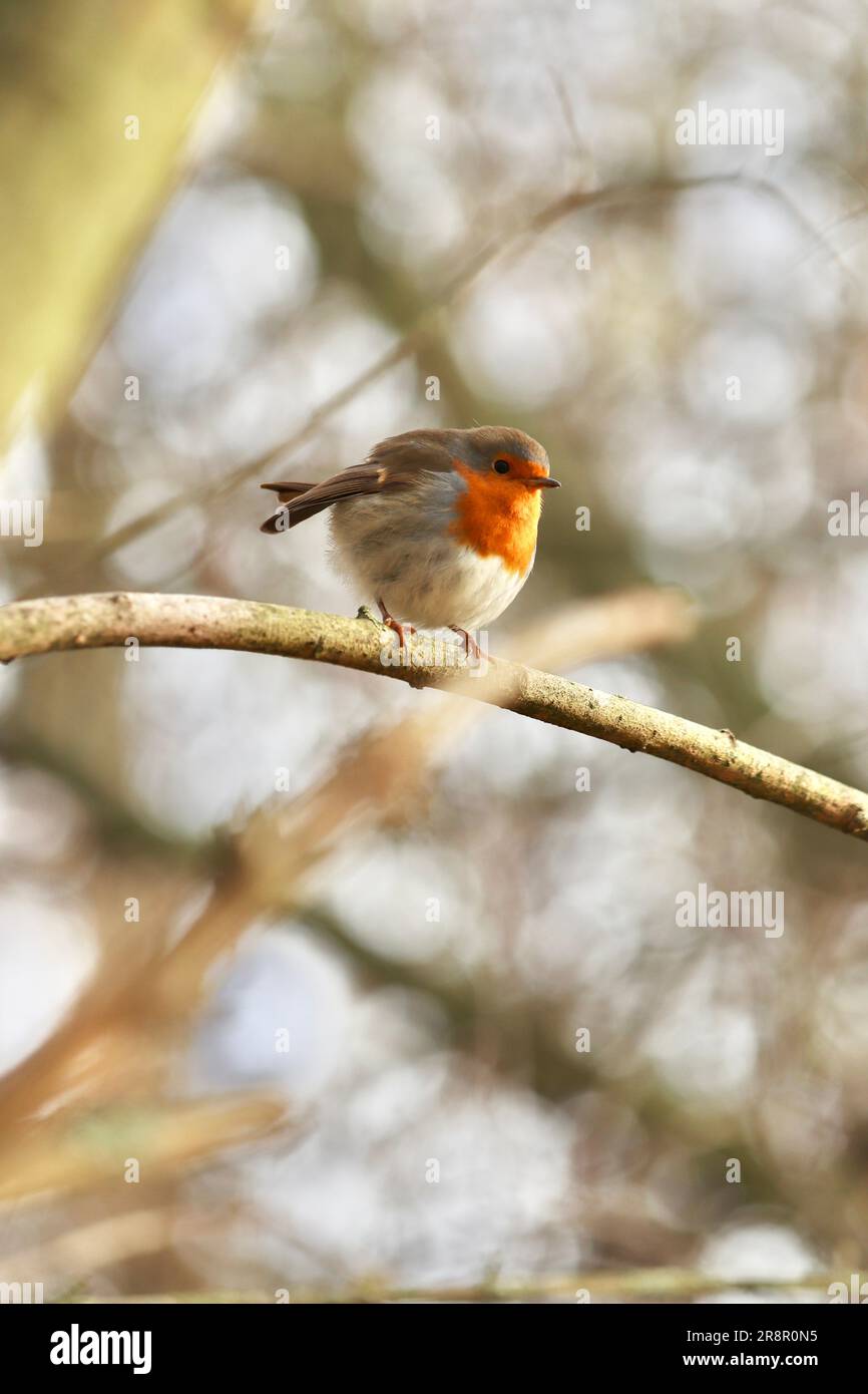 A small robin bird is perched atop a thin, wiry branch, its feathers ...