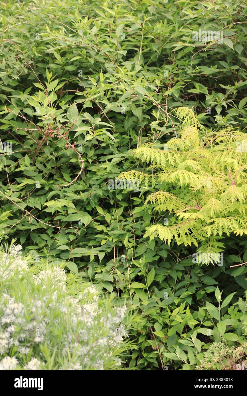 Beautiful lush overgrown summer meadow with lots of leafy green plants ...
