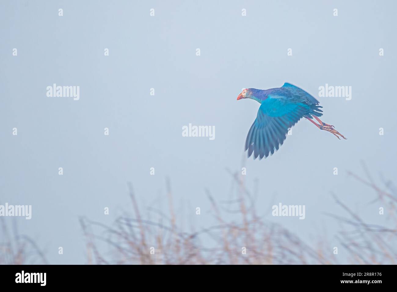 A swamphen flying with wings down over a wet land Stock Photo - Alamy