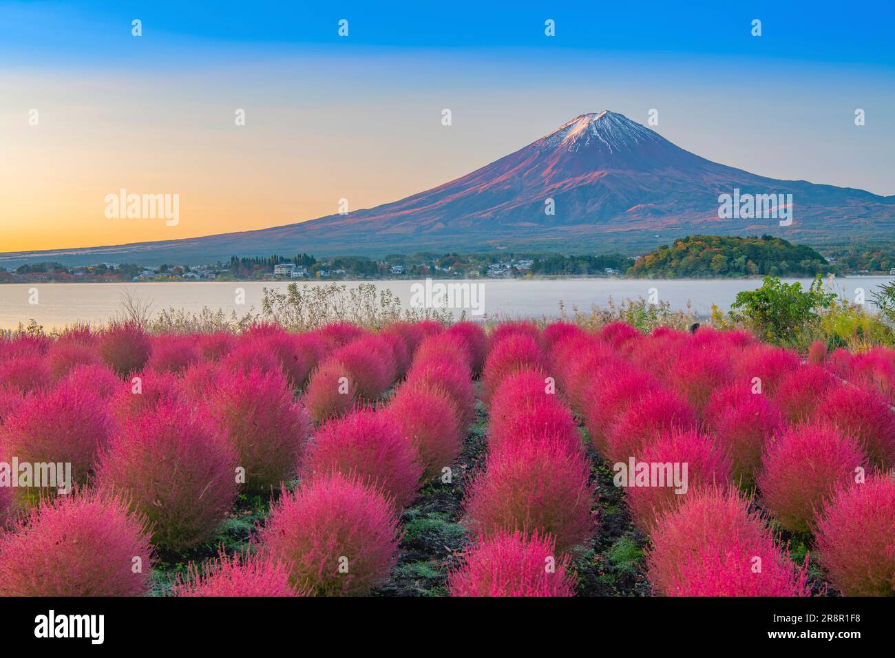 Kochia in Oishi Park and Mt Stock Photo - Alamy