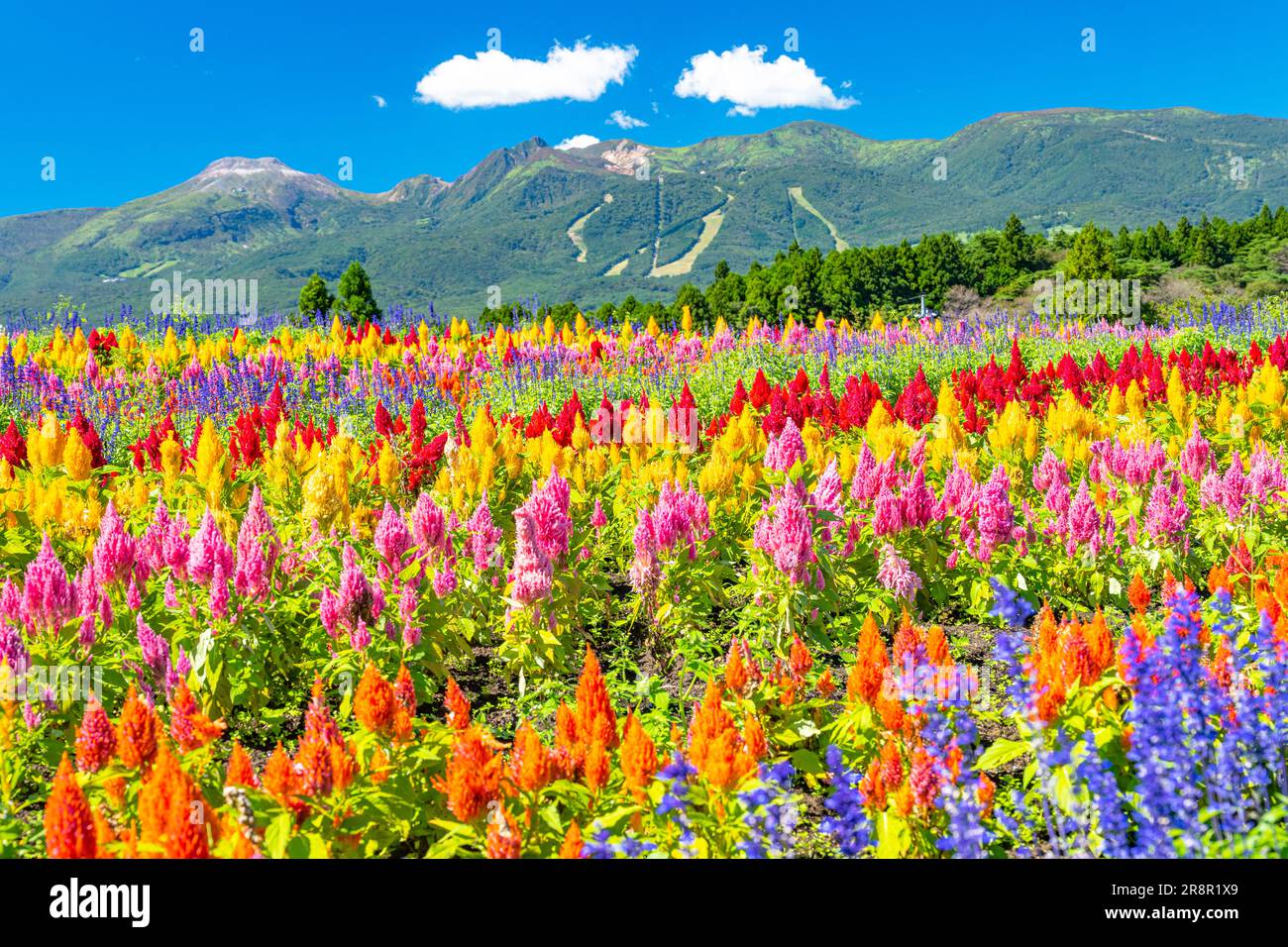 Nasu Flower World Stock Photo - Alamy