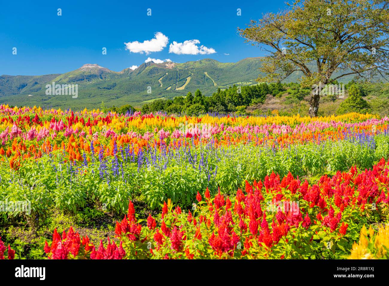 Nasu Flower World Stock Photo - Alamy