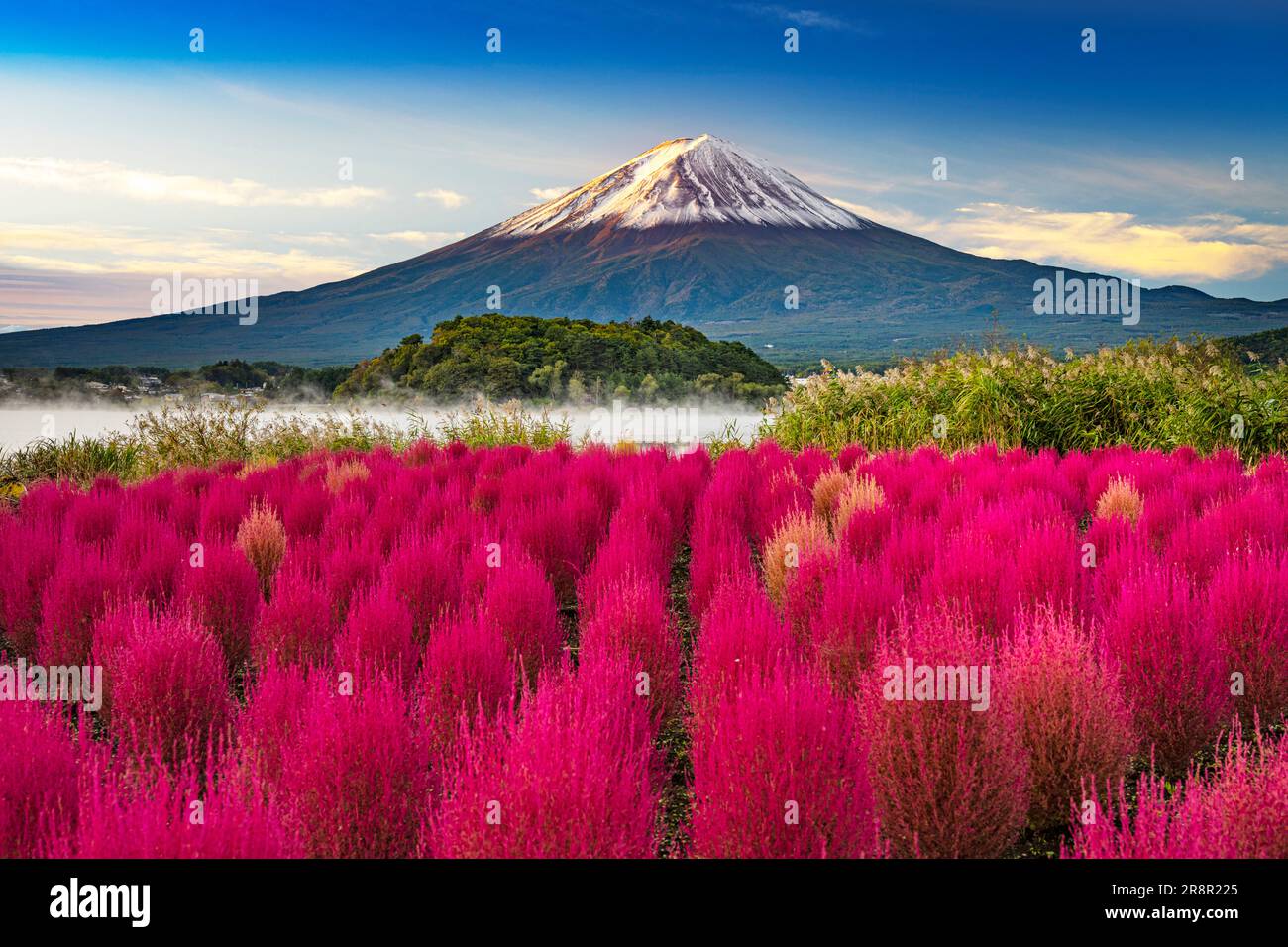 Kochia and Mt Stock Photo - Alamy