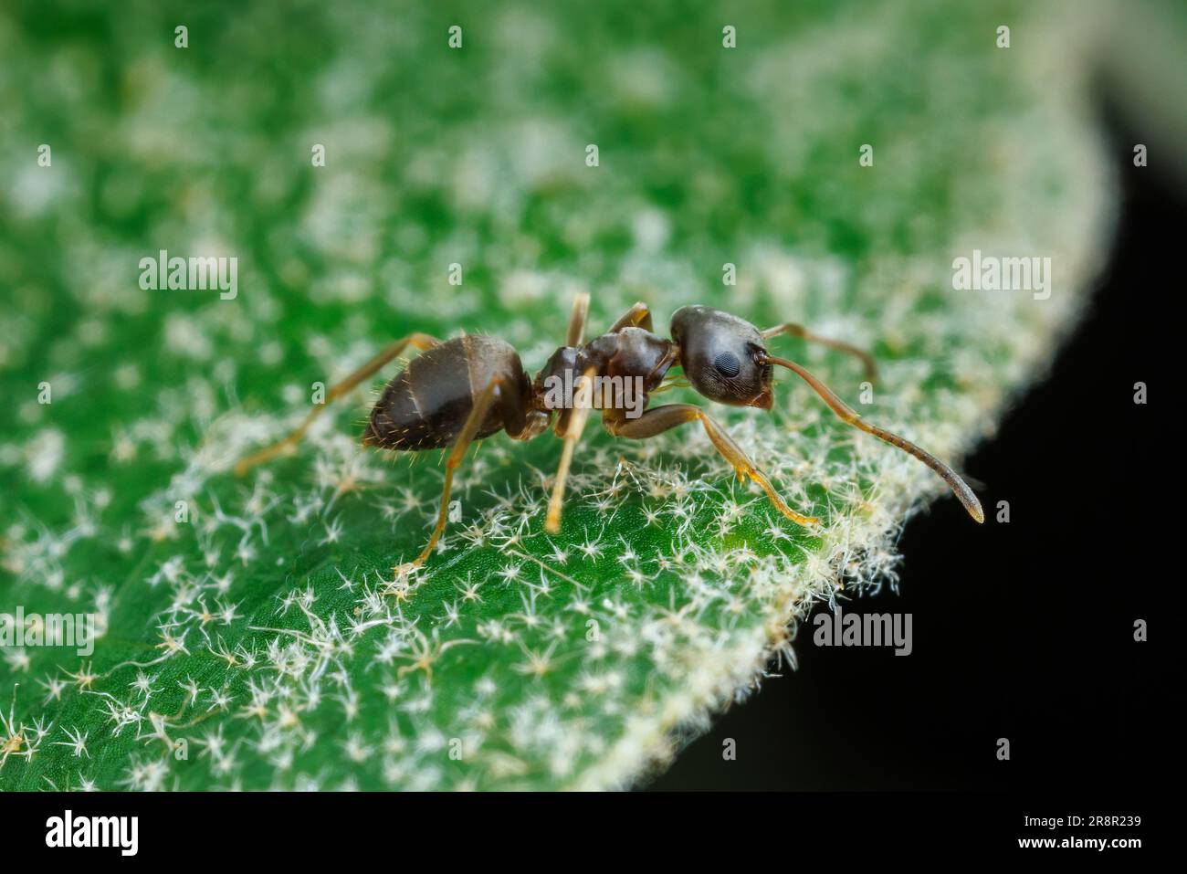 Lasius americanus hi-res stock photography and images - Alamy