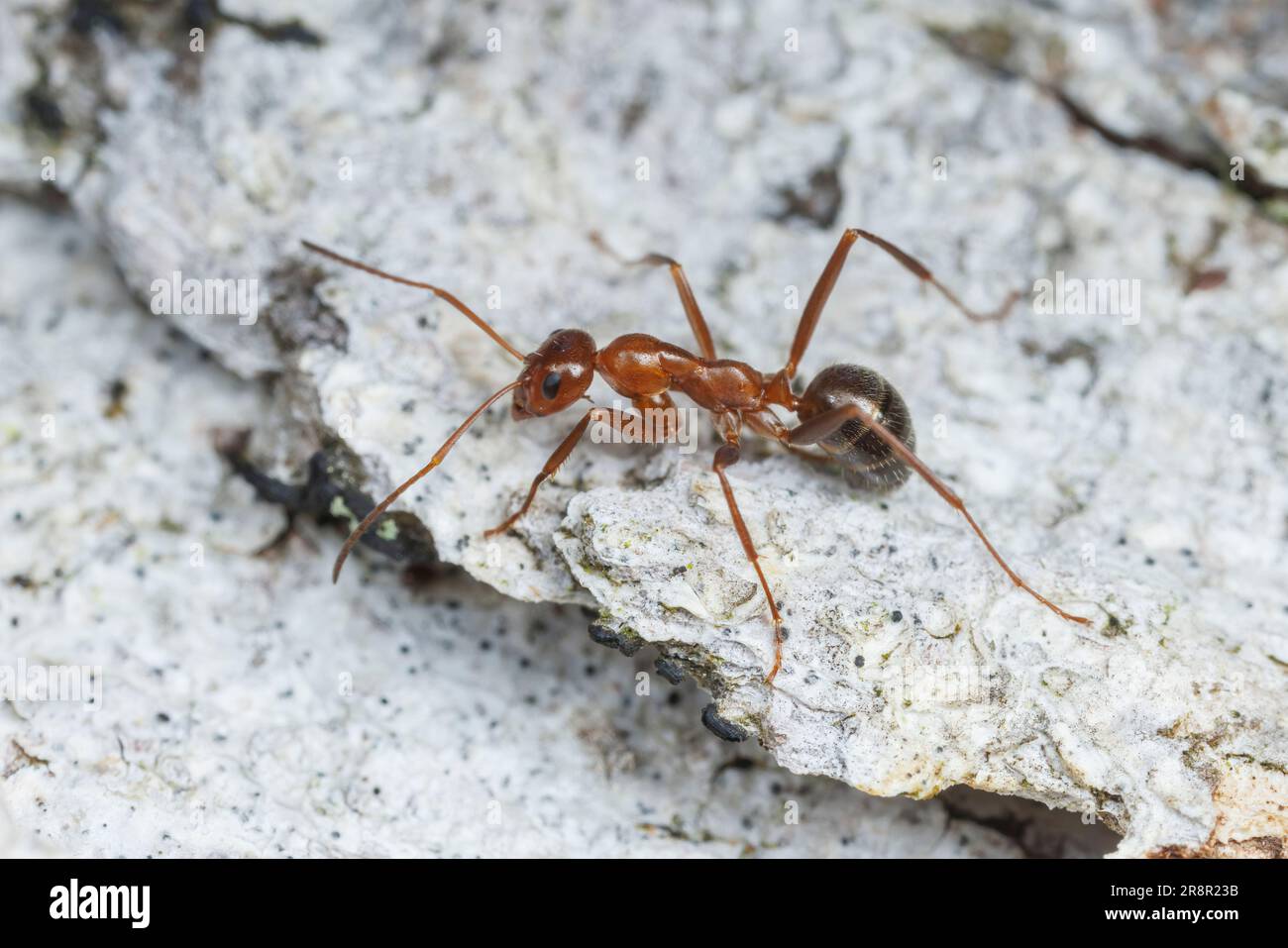 Formicine Ant (Formica incerta Stock Photo - Alamy