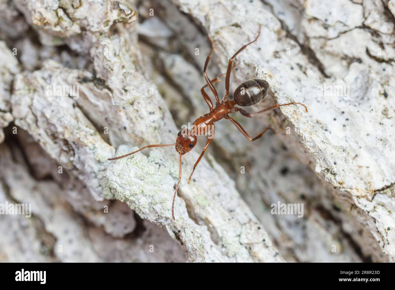 Formicine Ant (Formica incerta Stock Photo - Alamy