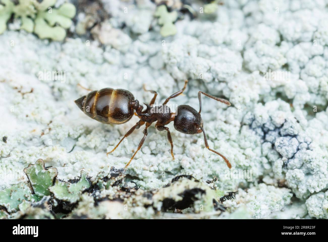 Acrobat Ant (Crematogaster lineolata Stock Photo - Alamy