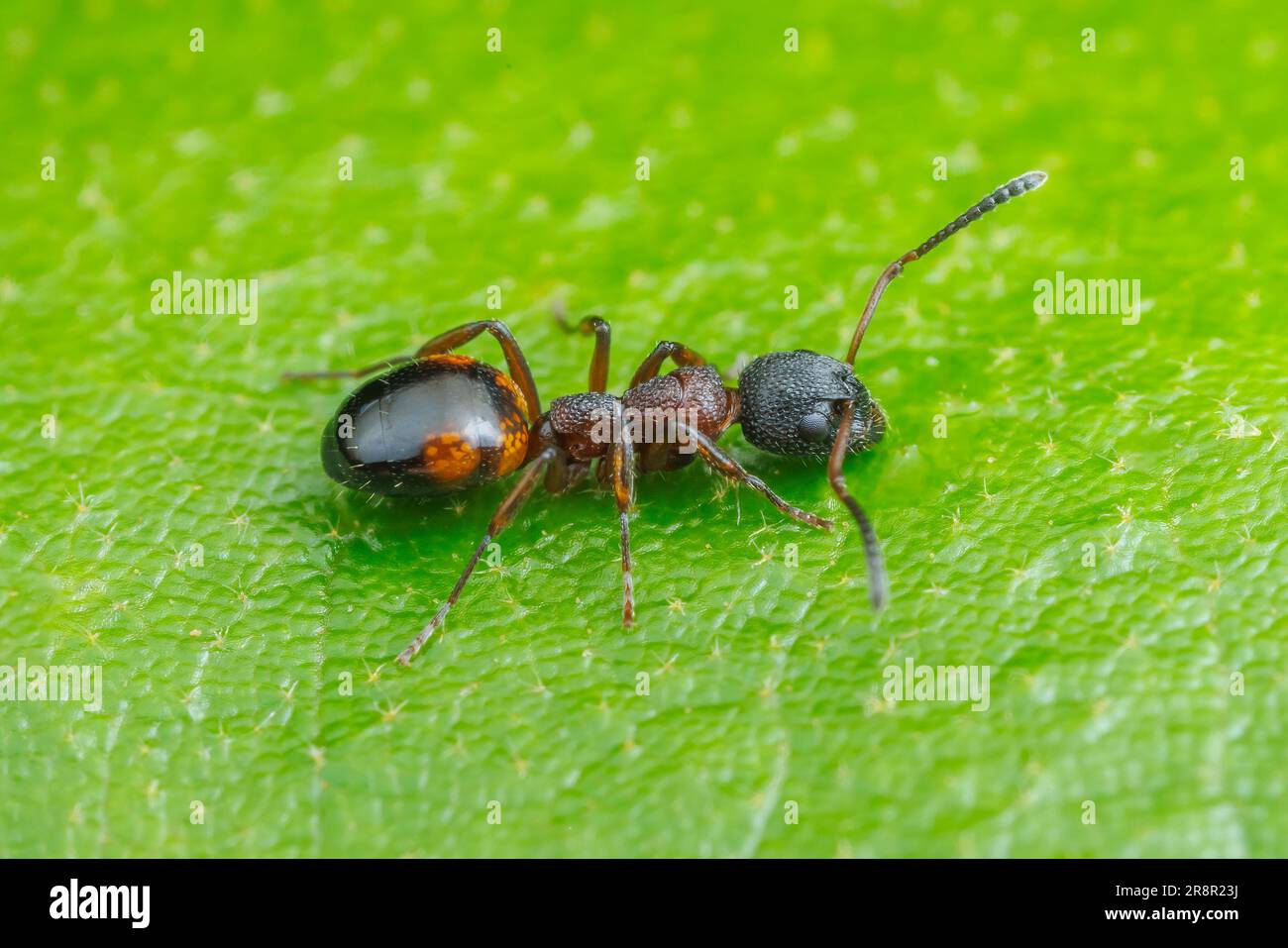 Dolichoderus plagiatus hi-res stock photography and images - Alamy