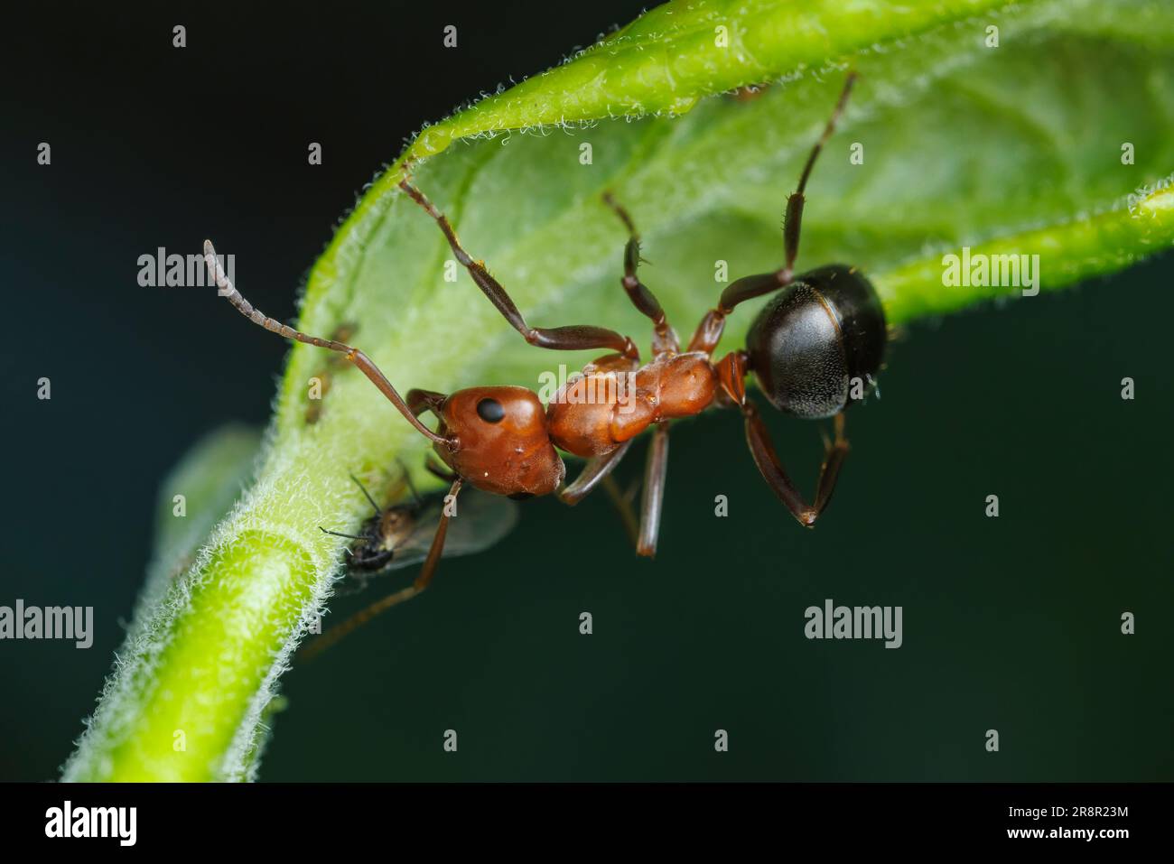 An Allegheny Mound Ant (Formica exsectoides) worker on vegetation while ...