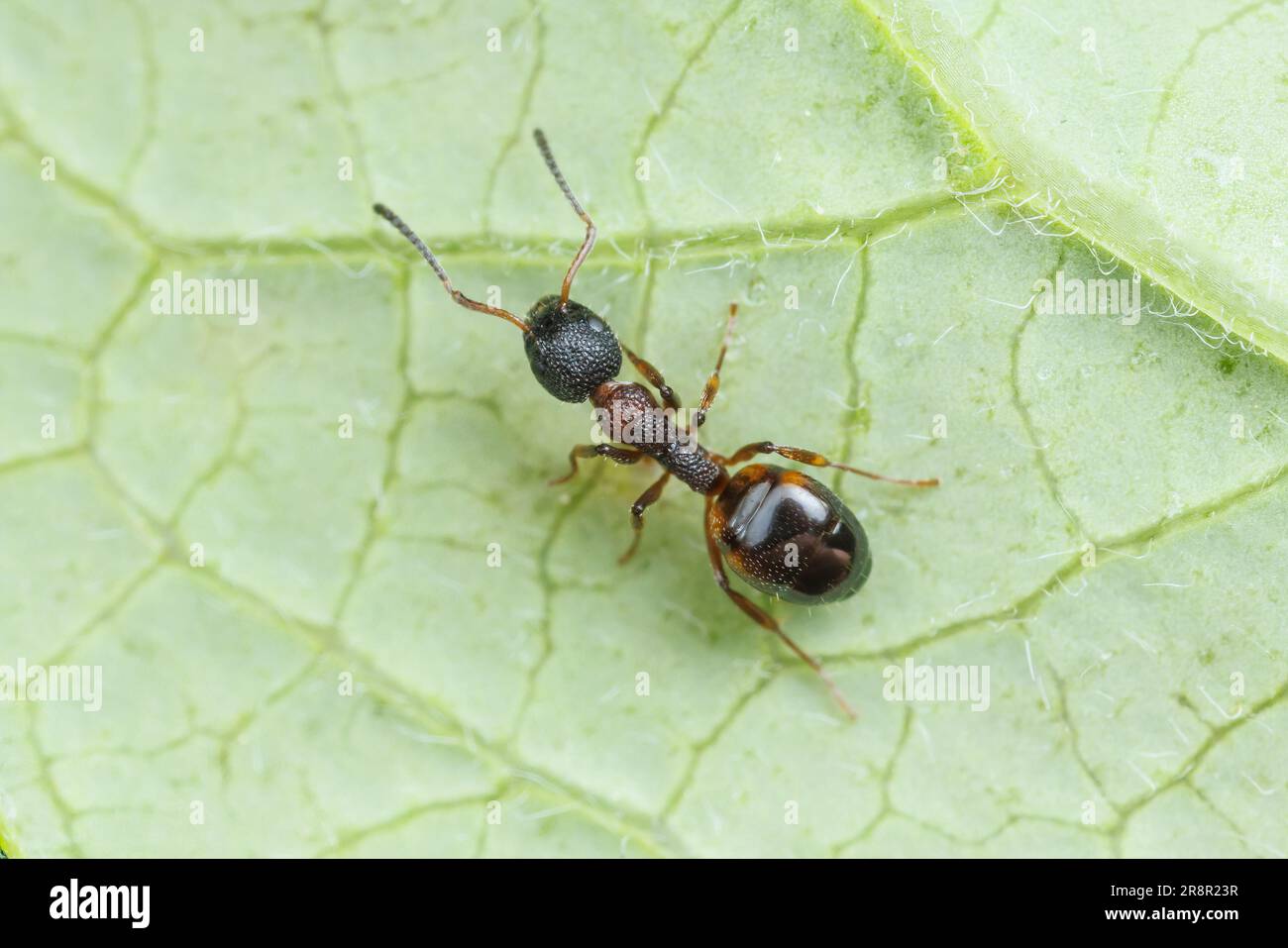 Odorous animal hi-res stock photography and images - Alamy