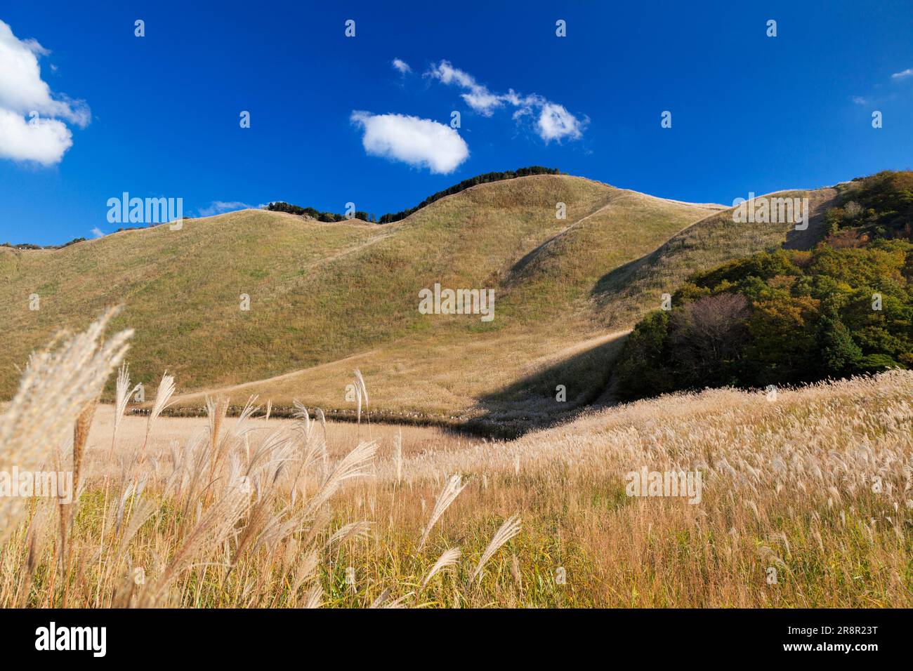 Pampas grass field hi-res stock photography and images - Alamy