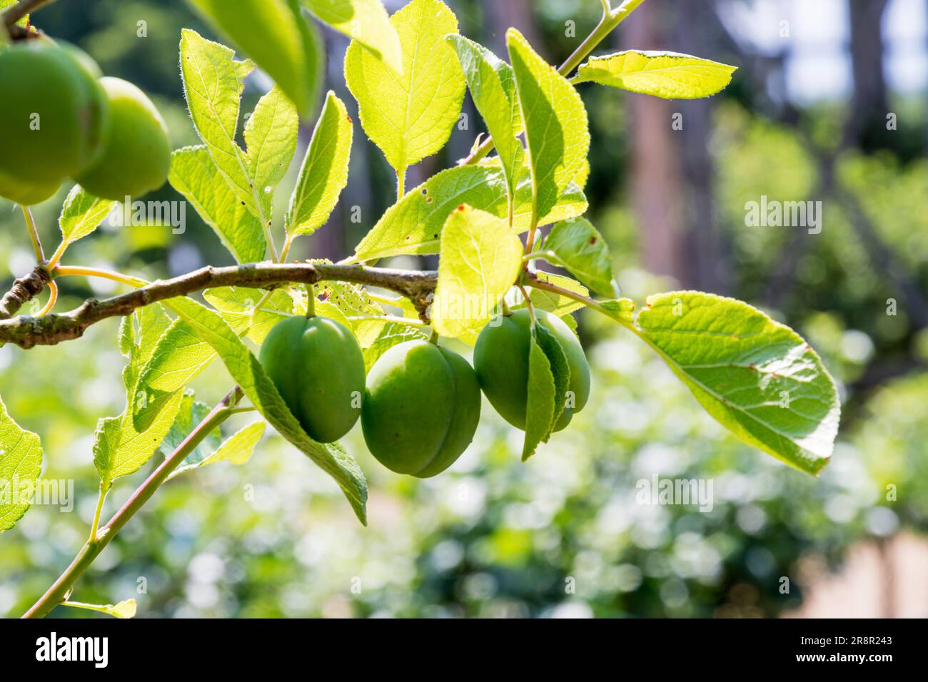 Prunus domestica tree hi-res stock photography and images - Alamy