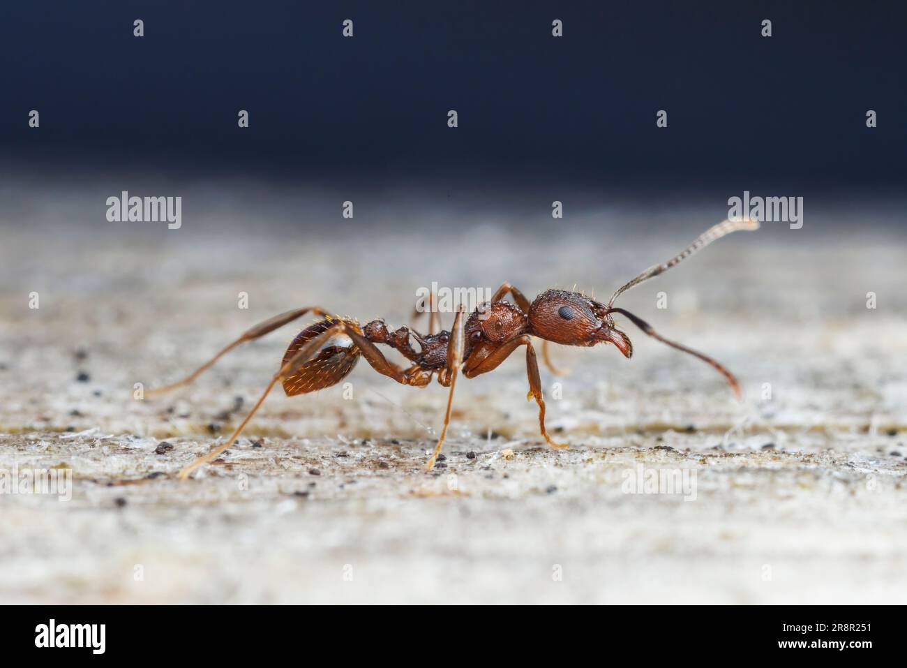 Spine-waisted Ant (Aphaenogaster fulva Stock Photo - Alamy