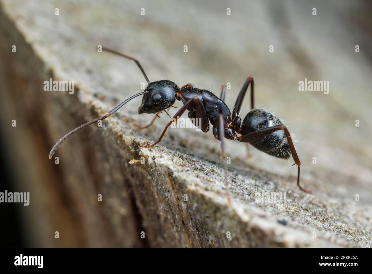 Eastern black carpenter ant hi-res stock photography and images - Alamy