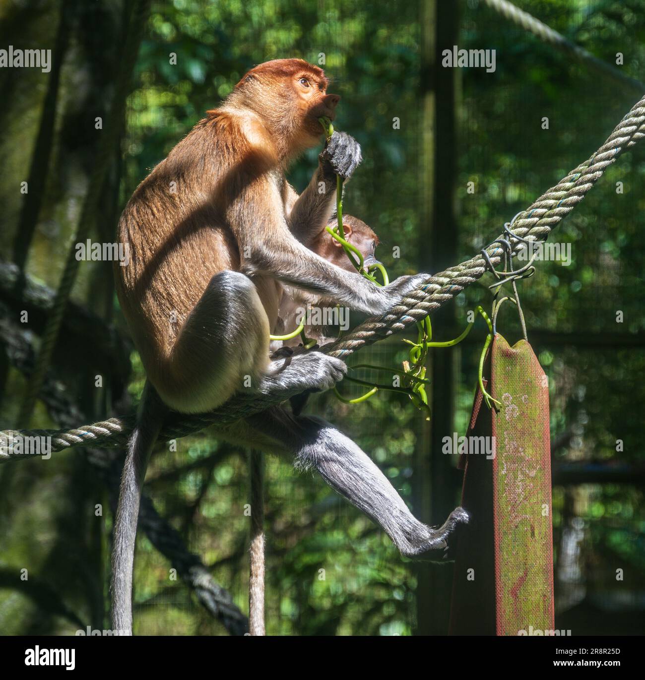 A picture of a female probioscis monkey with her baby barely visible ...