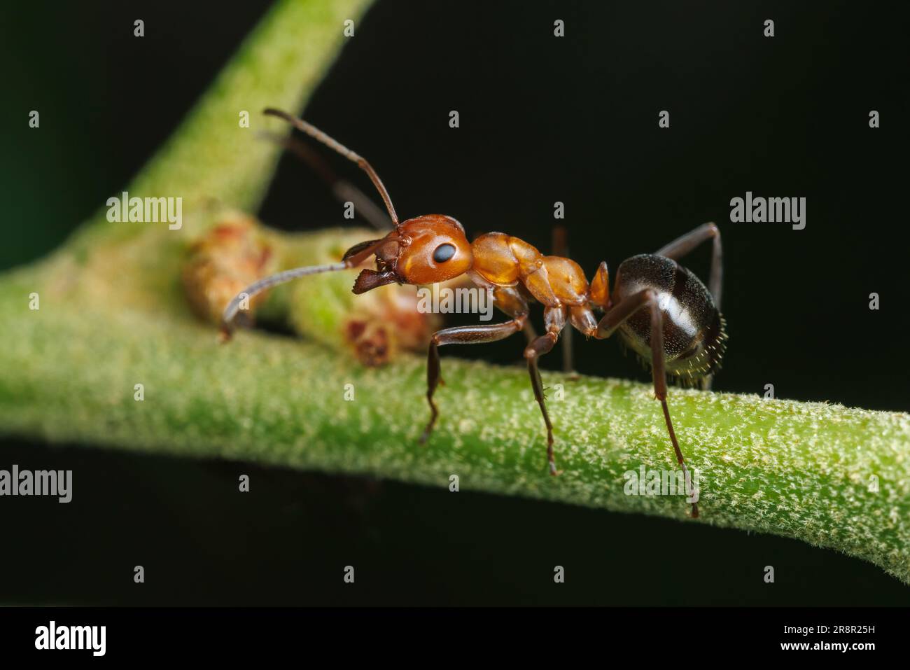 Formica exsectoides hi-res stock photography and images - Alamy