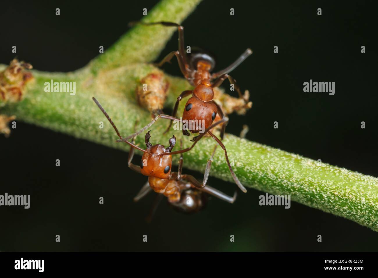 Allegheny Mound Ants (Formica exsectoides) workers interact while ...