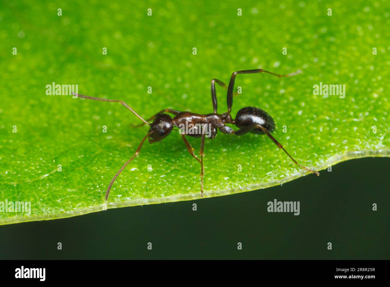 Formicine ant hi-res stock photography and images - Alamy