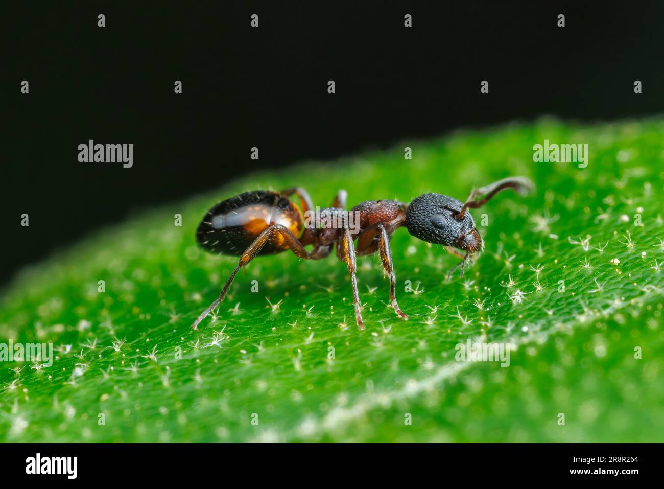 Odorous Ant (Dolichoderus plagiatus Stock Photo - Alamy