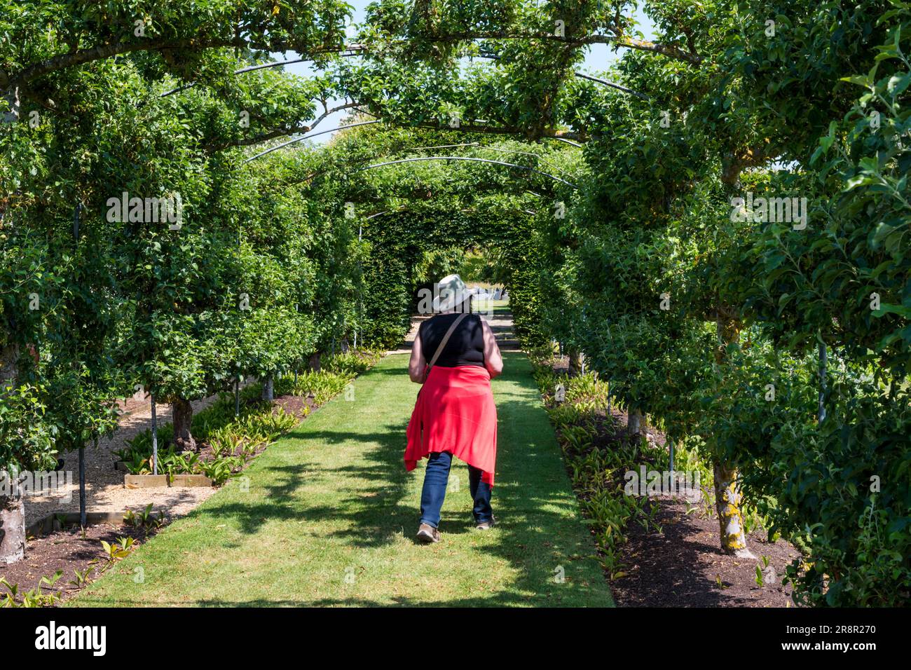 Woman walking under archway of trained apple trees in the Walled Garden ...