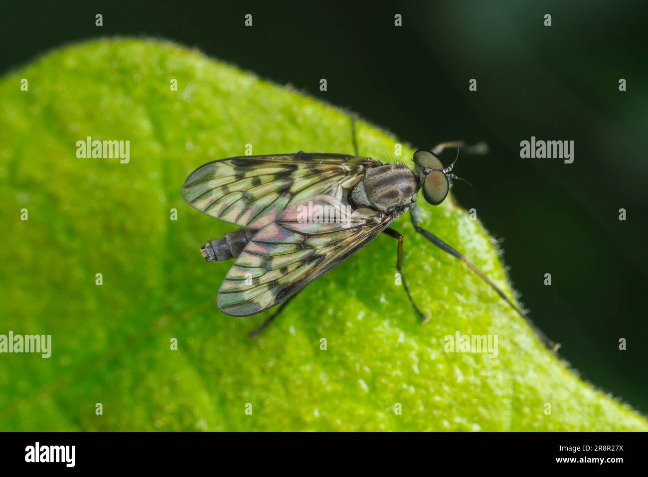 Lesser Variegated Snipe Fly (Rhagio punctipennis Stock Photo - Alamy