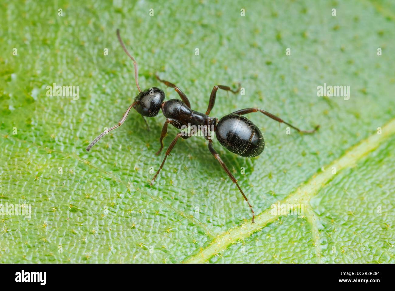 Formica lasioides hi-res stock photography and images - Alamy