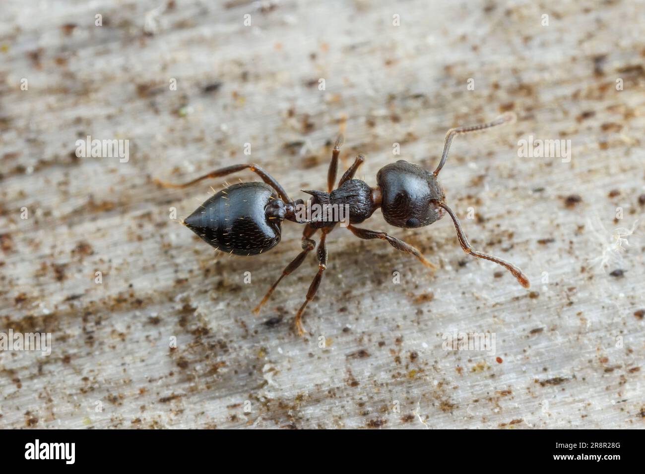 Acrobat Ant (Crematogaster lineolata Stock Photo - Alamy