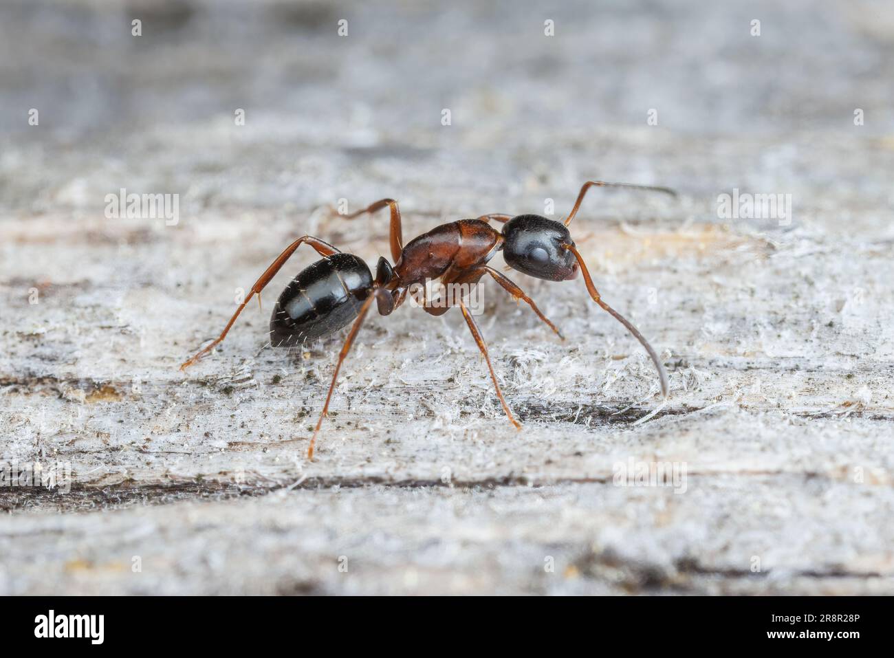 Carpenter Ant (Camponotus nearcticus Stock Photo - Alamy