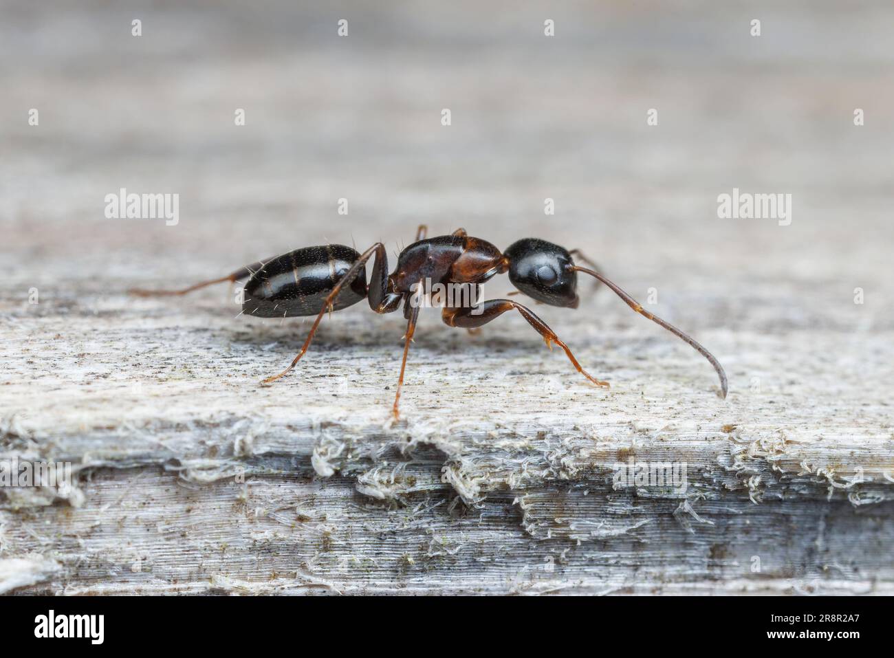 Carpenter Ant (Camponotus nearcticus Stock Photo - Alamy