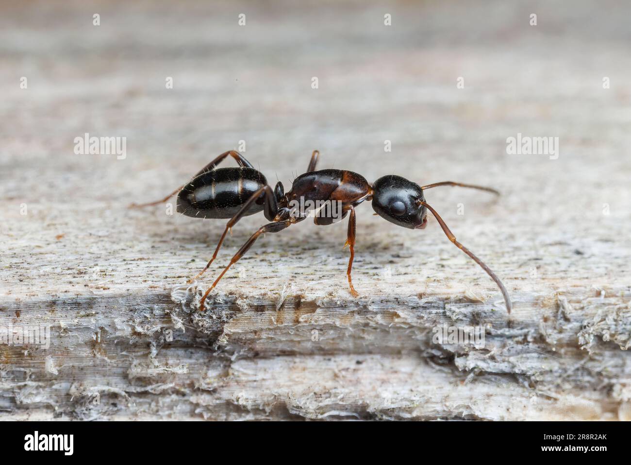 Carpenter Ant (Camponotus nearcticus Stock Photo - Alamy