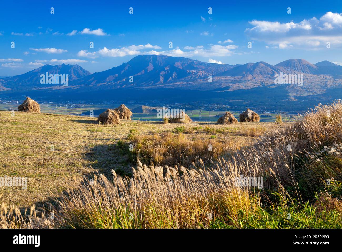 Japan silver grass hi-res stock photography and images - Alamy