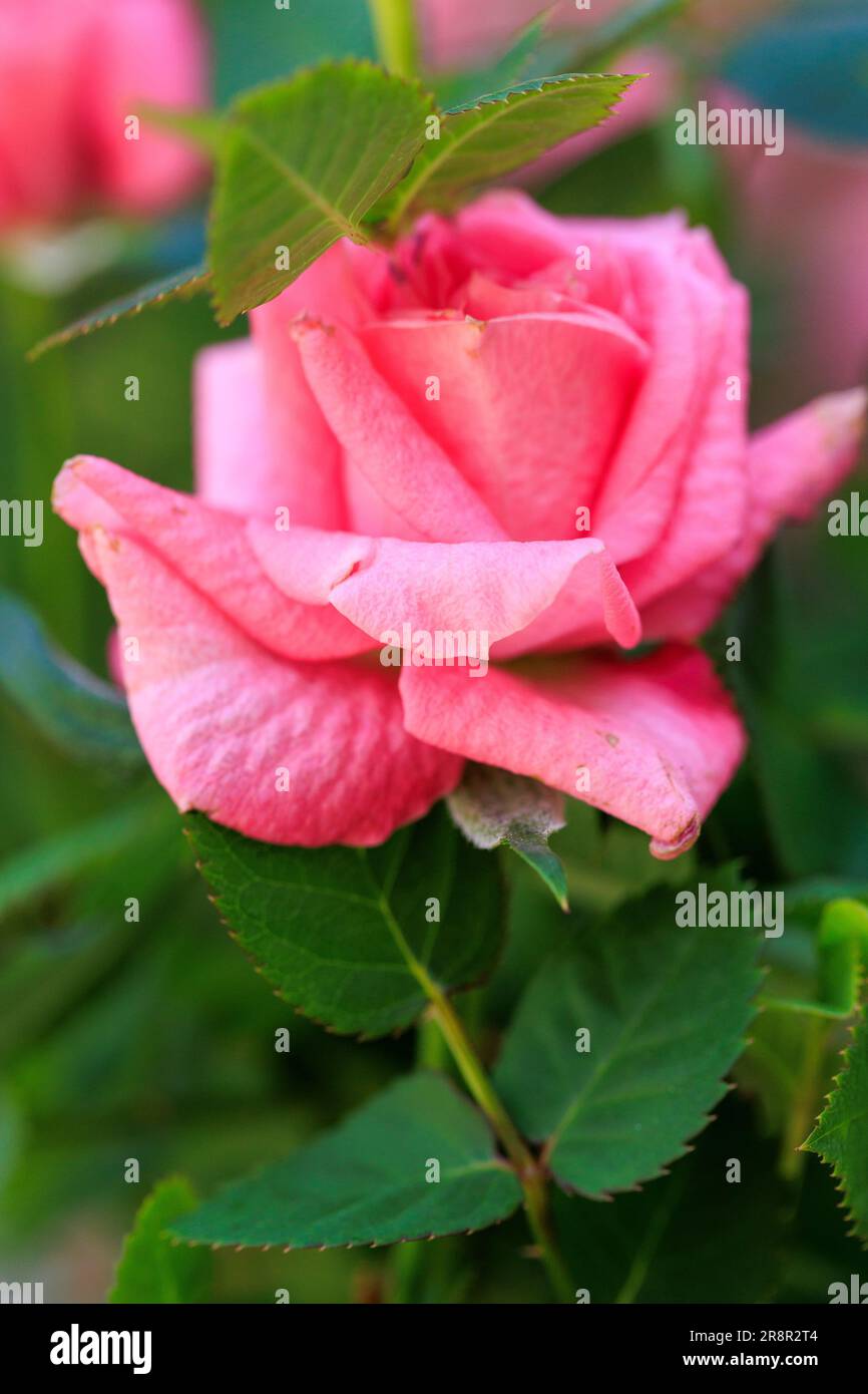 Curled petals hi-res stock photography and images - Alamy