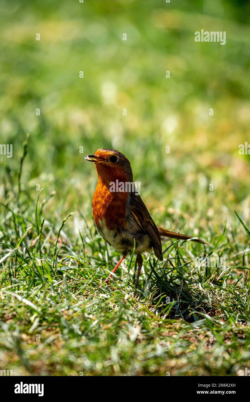 A close up of an erithacus rubecula, commonly known as a robin, in the ...
