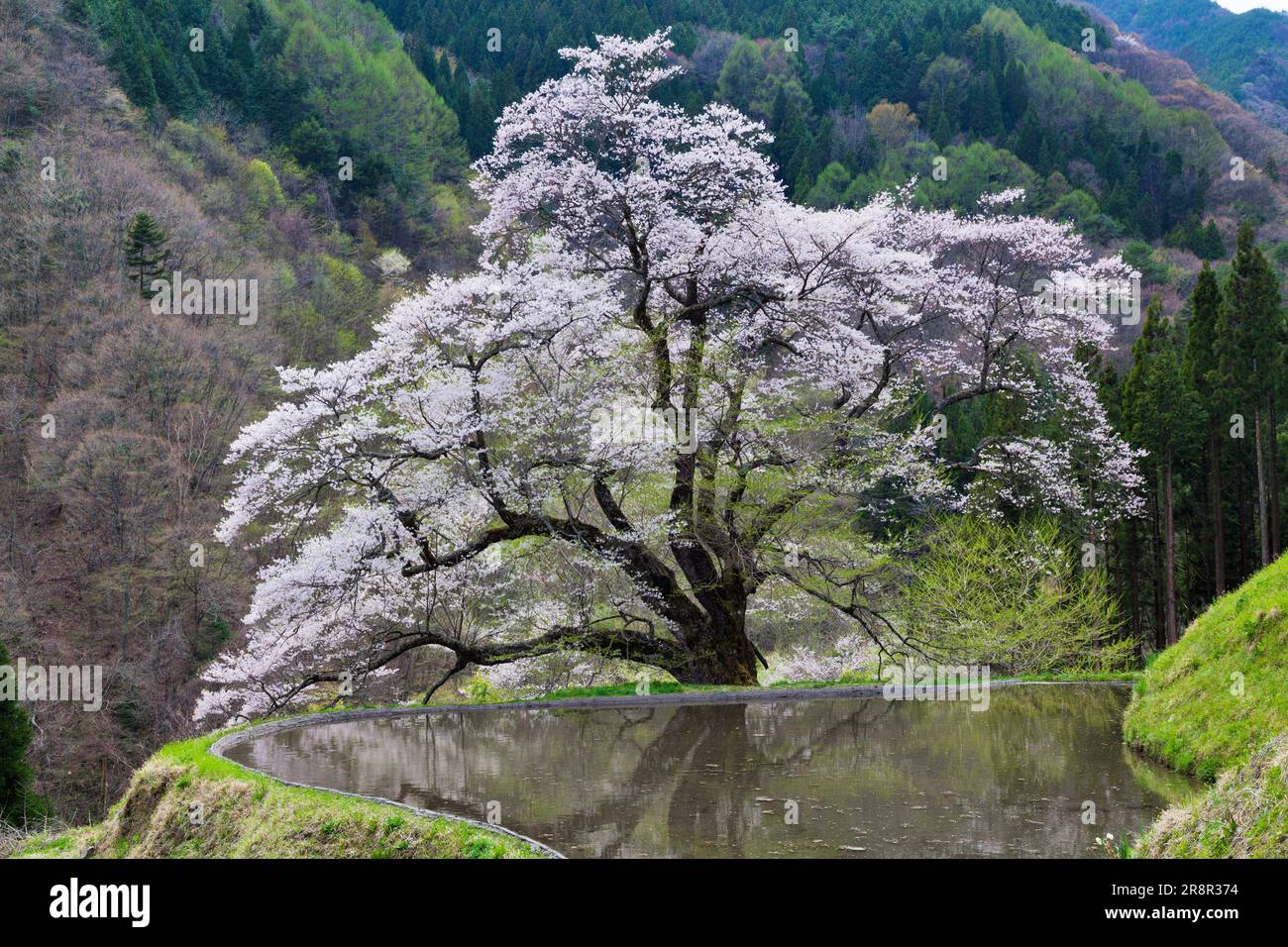Cherry blossom of Koma-Tsunagi Stock Photo - Alamy