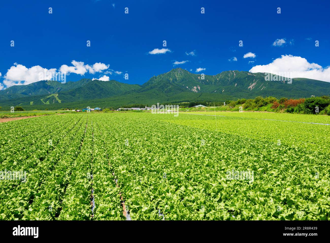 Lettuce field and Yatsugatake Mountains Stock Photo - Alamy