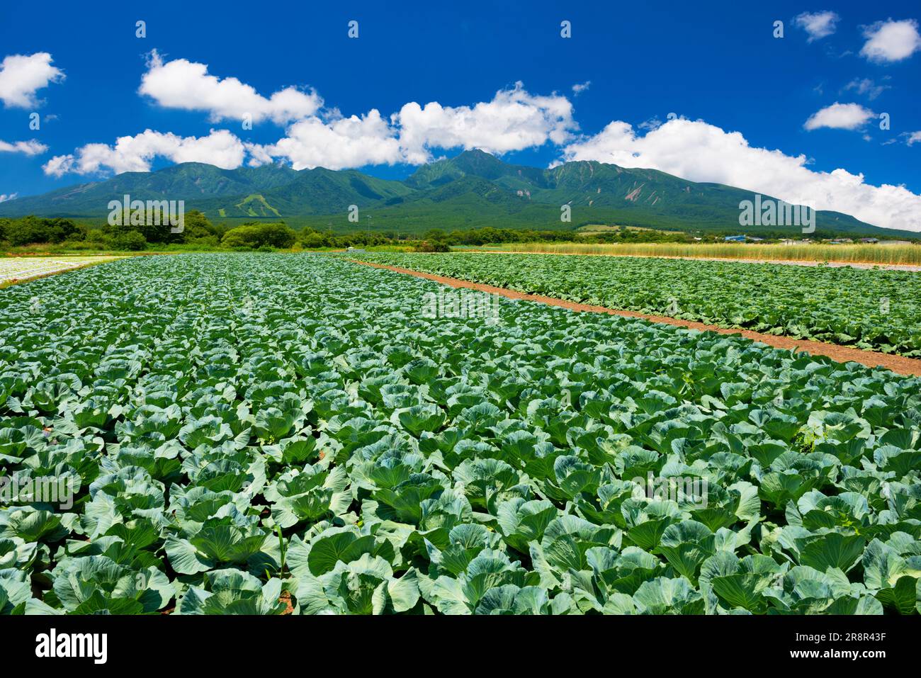 Cabbage field and Mt. Yatsugatake Stock Photo - Alamy
