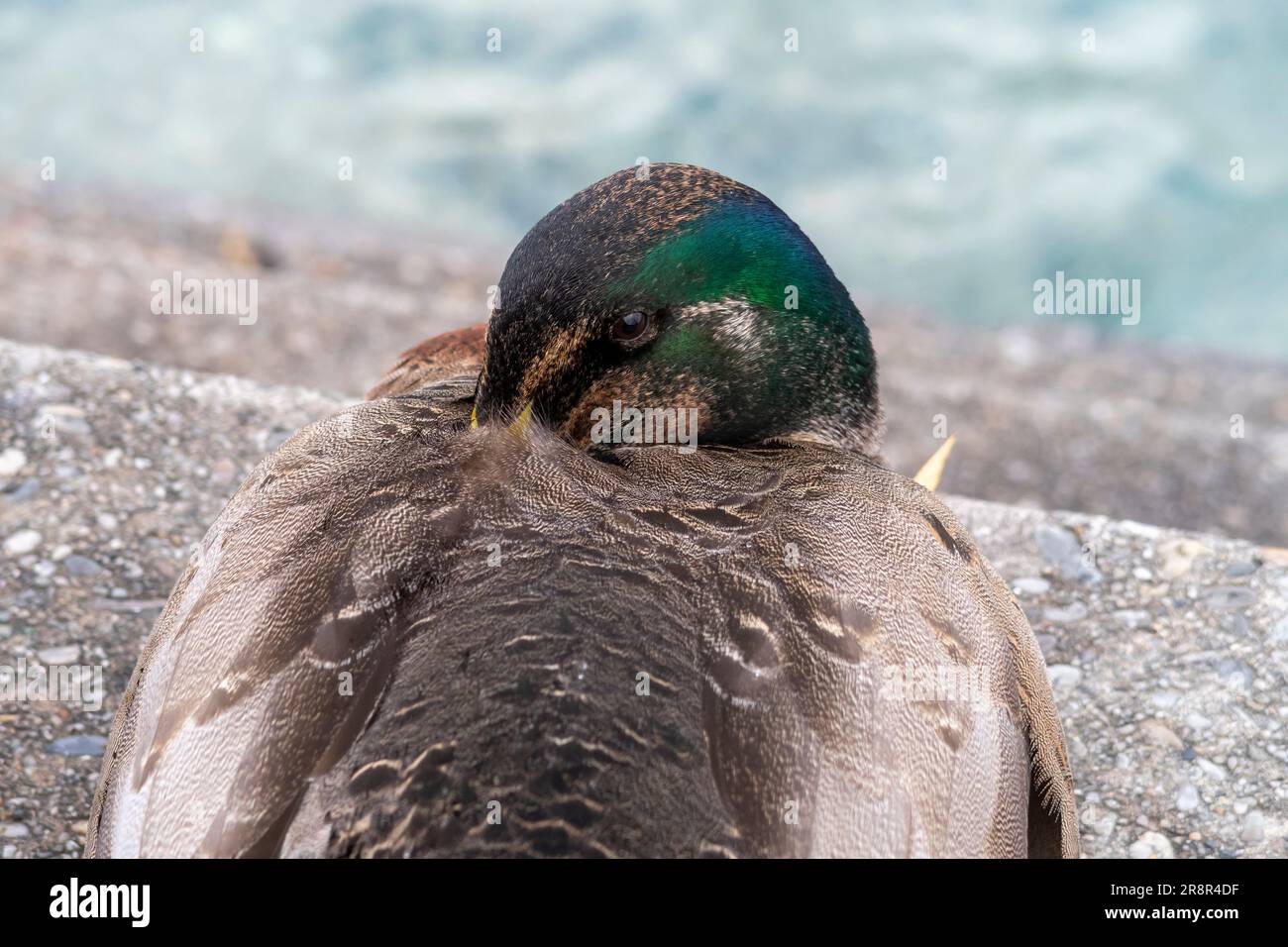 Photograph of an adult brown duck resting on grey concrete steps near ...