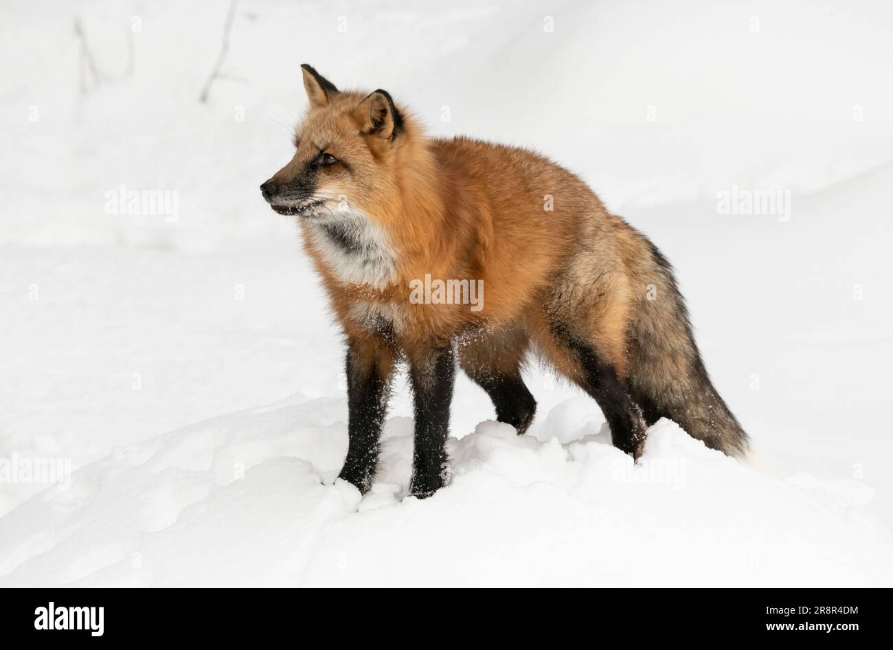 Alaska red fox hi-res stock photography and images - Alamy